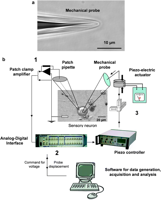 Piezo-Electrically Driven Mechanical Stimulation of Sensory Neurons ...
