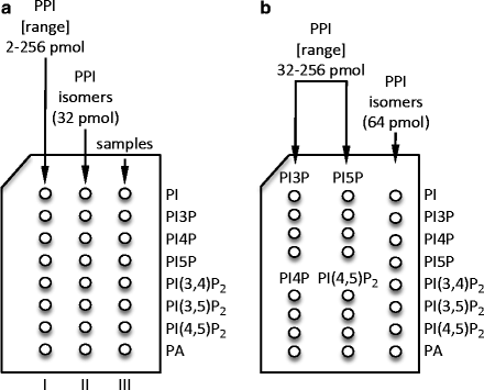 Lipid-Binding Analysis Using a Fat Blot Assay | SpringerLink