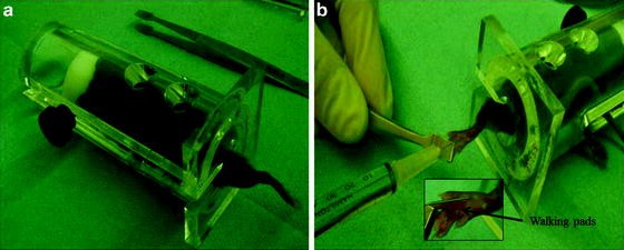 Safe and Effective Mouse Footpad Inoculation | SpringerLink