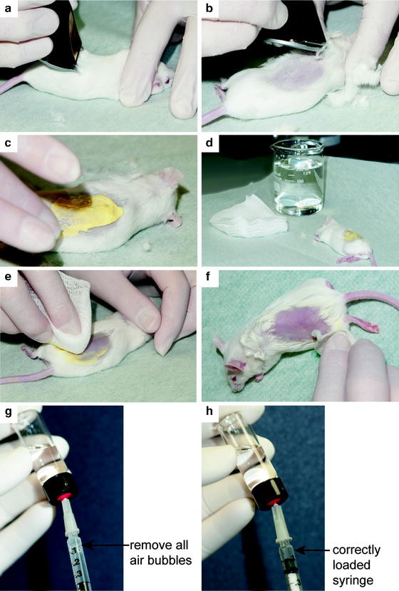 Mouse Model of Staphylococcus aureus Skin Infection | SpringerLink