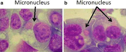 The In Vitro Micronucleus Assay and Kinetochore Staining: Methodology ...