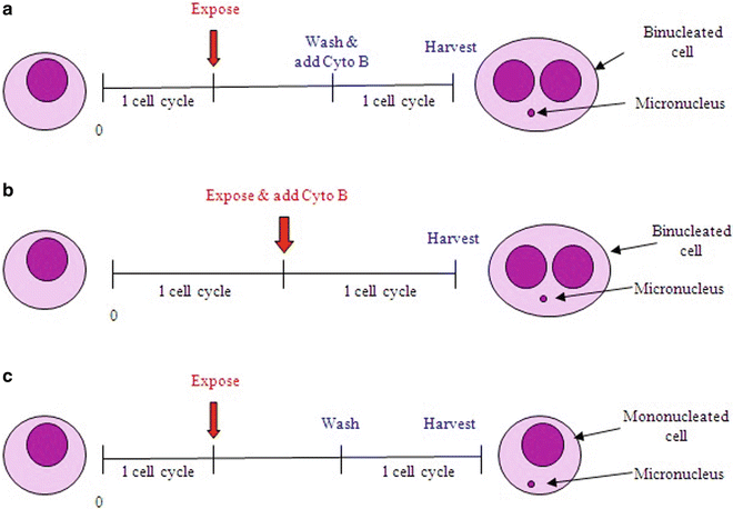The In Vitro Micronucleus Assay and Kinetochore Staining: Methodology ...