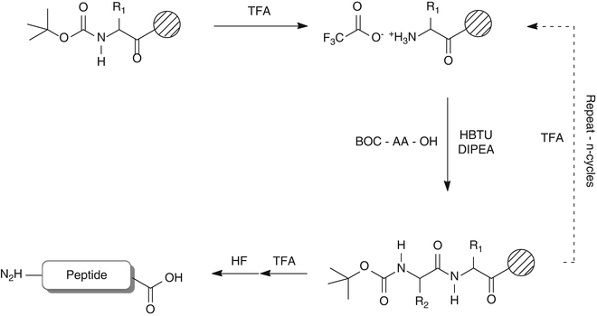Synthesis of Peptides Using Tert-Butyloxycarbonyl (Boc) as the α-Amino ...
