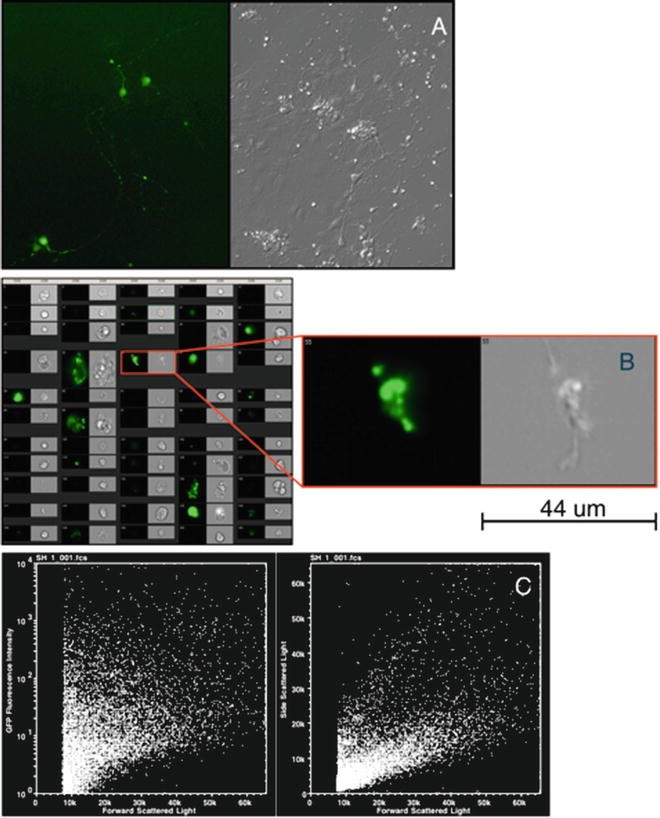 Flow Cytometry of Neural Cells | SpringerLink