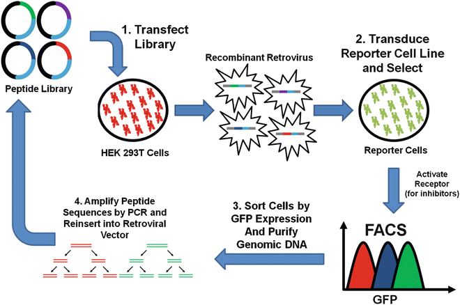 Engineering and Utilization of Reporter Cell Lines for Cell-Based ...