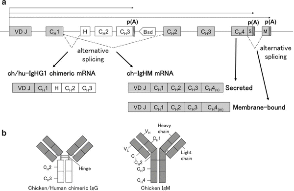 Chimeric Antibodies | SpringerLink