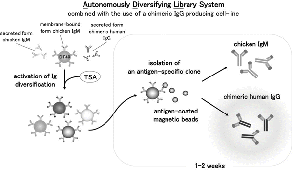 Chimeric Antibodies | SpringerLink