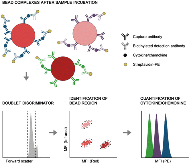 Profiling of Cytokine and Chemokine Responses Using Multiplex Bead ...