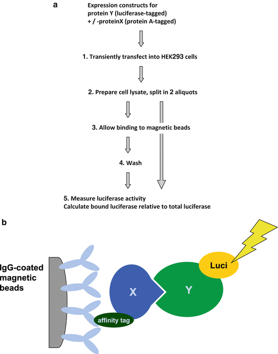 Analysis of Protein–Protein Interactions Using LUMIER Assays | SpringerLink