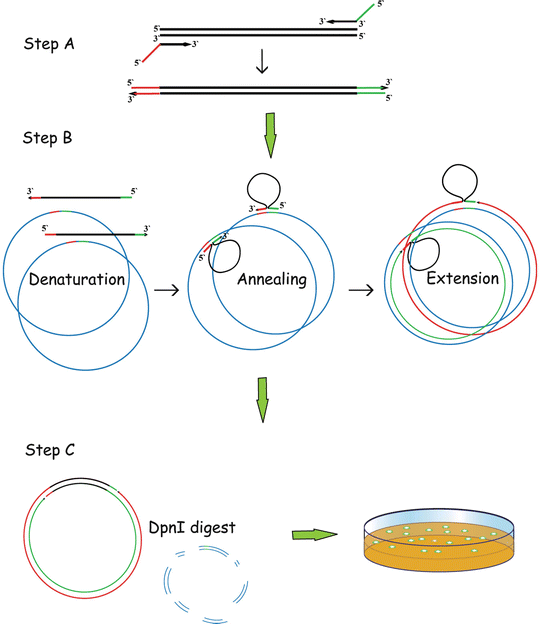 Overlap Extension PCR Cloning | SpringerLink