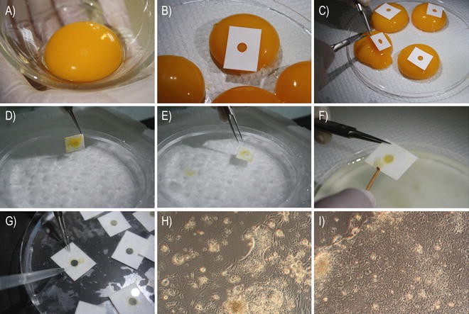 Chicken Embryonic Stem Cells: Establishment and Characterization ...