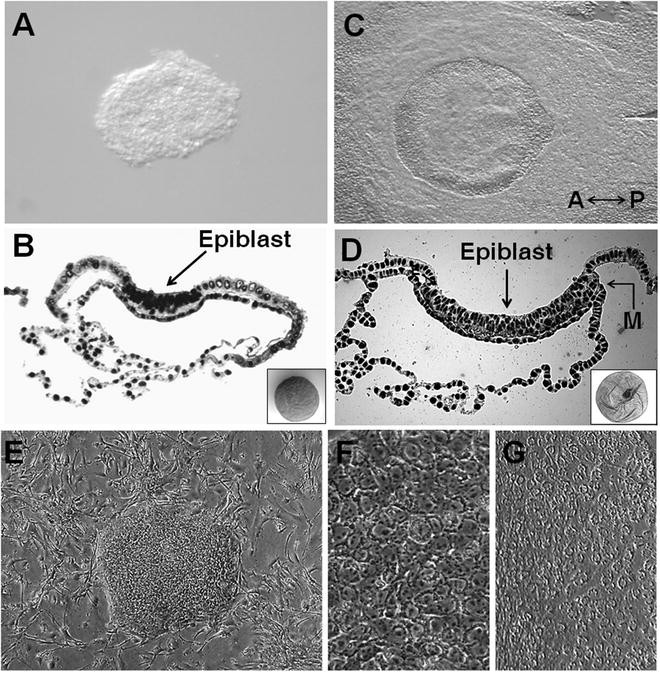 Isolation and Culture of Pig Epiblast Stem Cells | SpringerLink