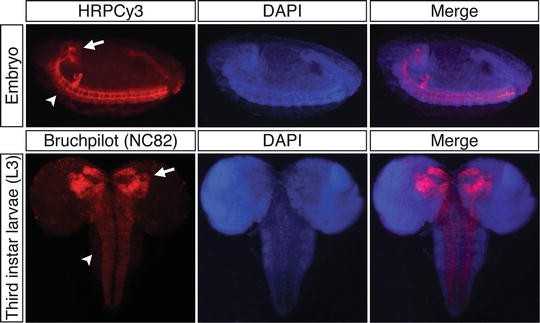 Immunostaining of the Developing Embryonic and Larval Drosophila Brain ...