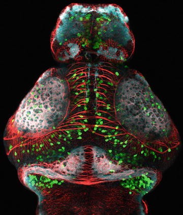 Anatomical Dissection of Zebrafish Brain Development | SpringerLink