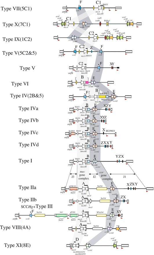 Staphylococcal Cassette Chromosome mec (SCC mec) Analysis of MRSA ...