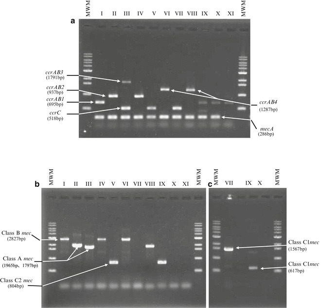 Staphylococcal Cassette Chromosome mec (SCC mec) Analysis of MRSA ...