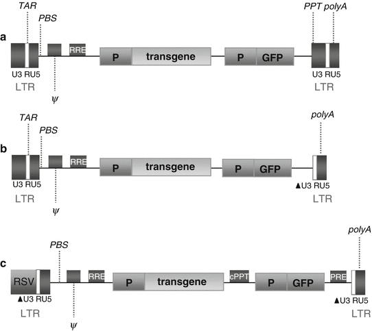 HIV-1-Based Lentiviral Vectors | SpringerLink