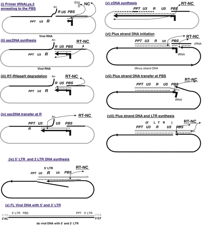HIV-1 Reverse Transcription | SpringerLink