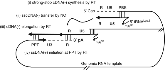 HIV-1 Reverse Transcription | SpringerLink