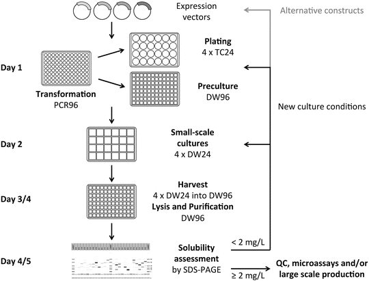 High-Throughput Expression Screening and Purification of Recombinant ...