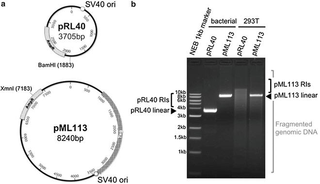 Combined Bidimensional Electrophoresis and Electron Microscopy to Study ...