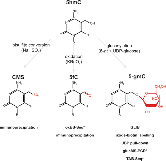 Investigating 5-Hydroxymethylcytosine (5hmC): The State of the Art | SpringerLink