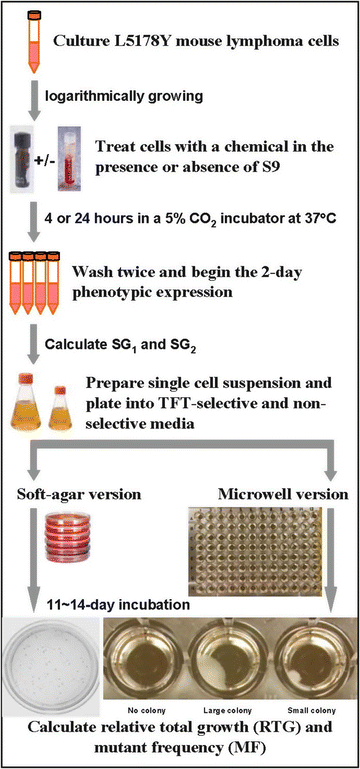Methods for Using the Mouse Lymphoma Assay to Screen for Chemical ...