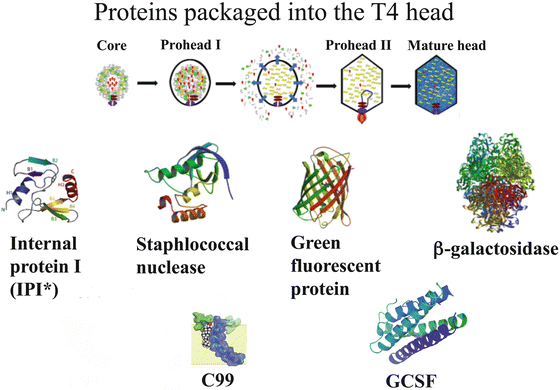 Bacteriophage T4 Capsid Packaging and Unpackaging of DNA and Proteins ...