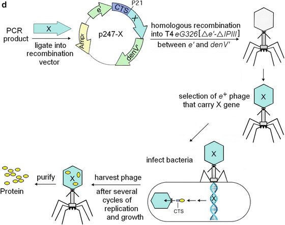 Bacteriophage T4 Capsid Packaging and Unpackaging of DNA and Proteins ...