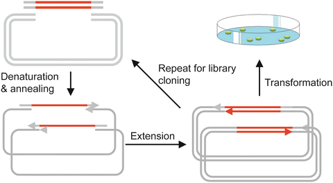 Circular Polymerase Extension Cloning | SpringerLink