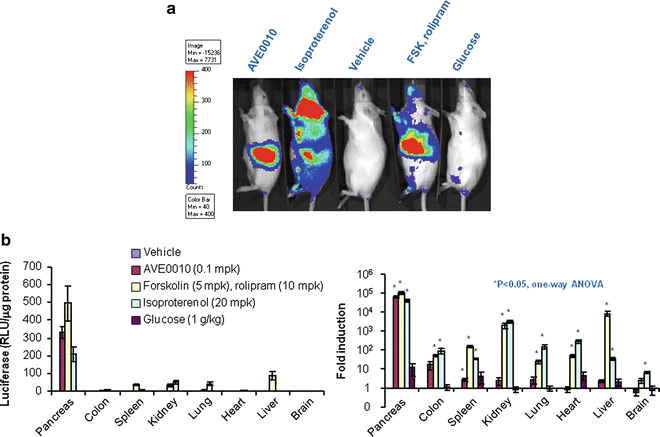 The CRE Luc Mouse Model for Bioimaging Ligand Activation of G Protein ...