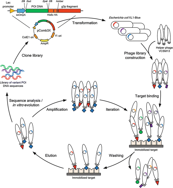 Phage Display of Engineered Binding Proteins | SpringerLink