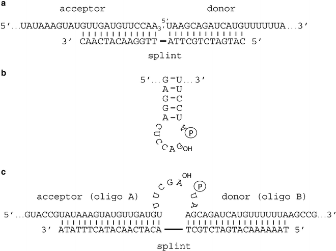 Efficient Splinted Ligation of Synthetic RNA Using RNA Ligase ...