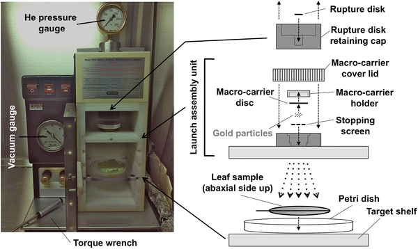 Particle Bombardment-Mediated Transient Expression to Identify ...
