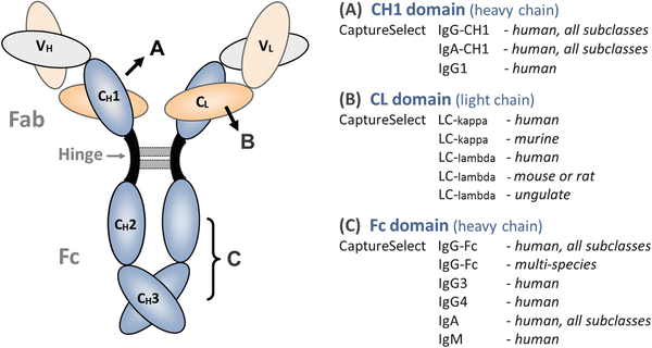 Purification of Antibodies and Antibody Fragments Using CaptureSelect ...
