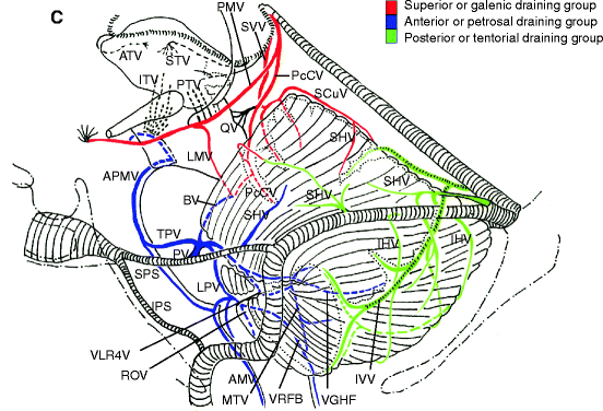 Normal Anatomy of Intracranial Veins: Demonstration with MR Angiography ...
