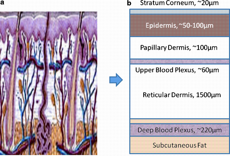 Principles of Light-Skin Interactions | SpringerLink