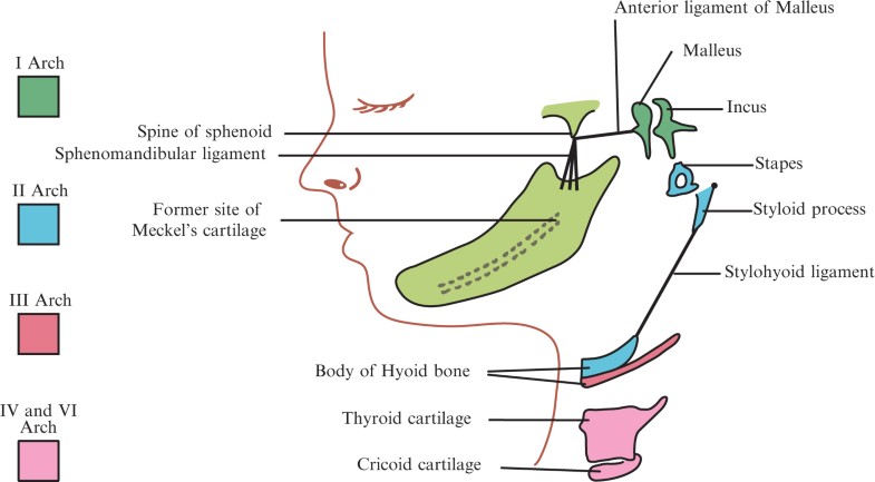Head and Neck Embryology and Anatomy | SpringerLink