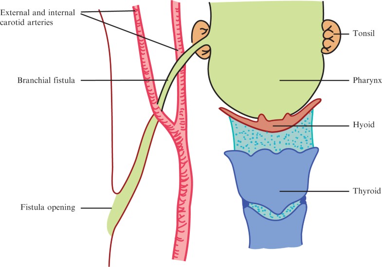Head and Neck Embryology and Anatomy | SpringerLink
