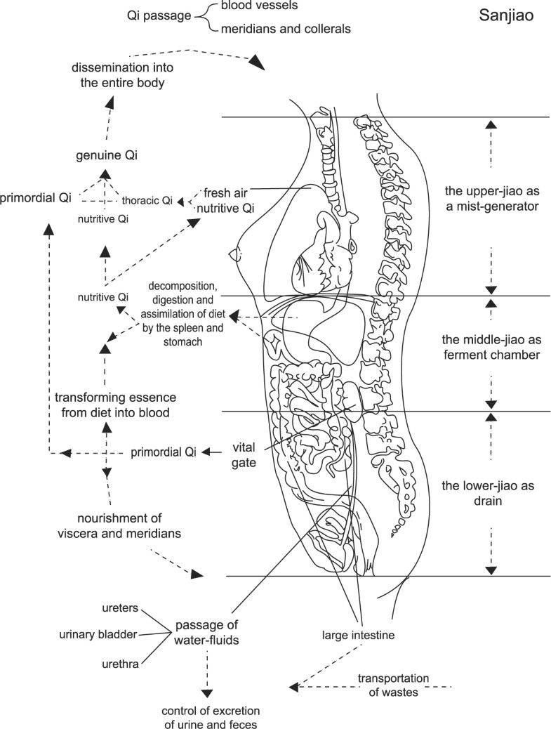 Structure and Functions of the Human Body | SpringerLink