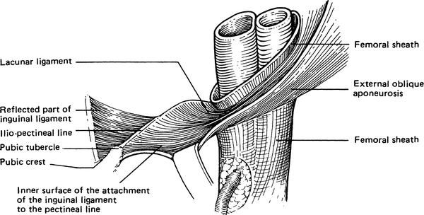 Essential Anatomy of the Abdominal Wall | SpringerLink
