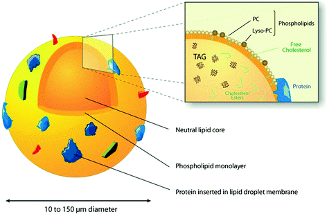 Adipocyte Lipid Droplet Physiology | SpringerLink