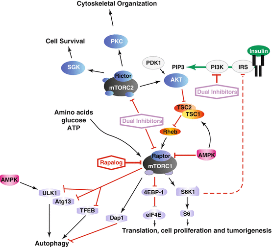 The PI3K-mTOR Pathway | SpringerLink