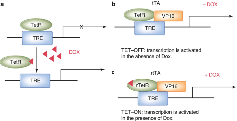 Gene Therapy | SpringerLink