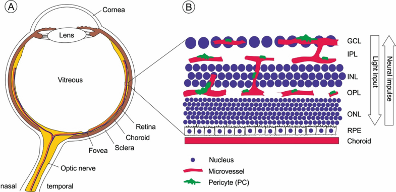 Pericytes in the Retina | SpringerLink