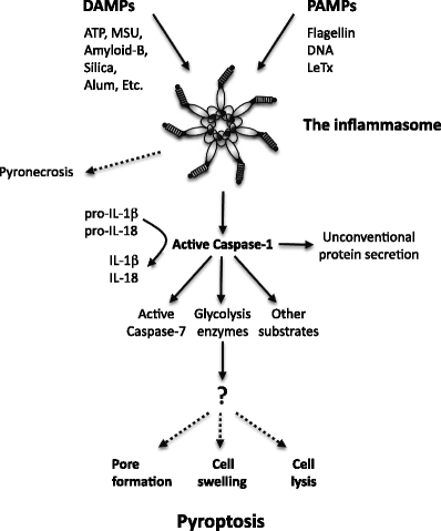 Pyroptosis: A Caspase-1-Dependent Programmed Cell Death and a Barrier ...