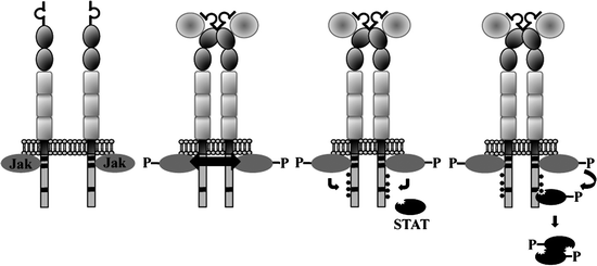 G-CSF Receptor Structure, Function, and Intracellular Signal ...