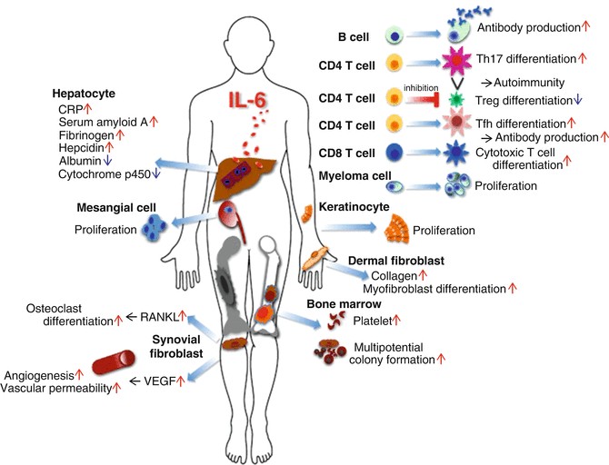 Interleukin 6 | SpringerLink