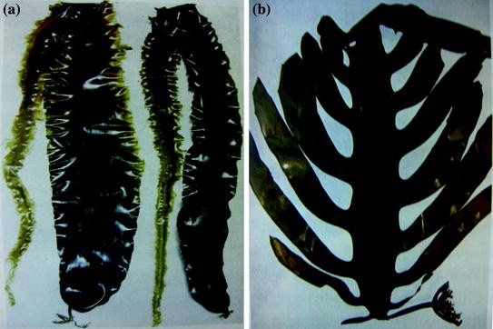 Laminaria japonica Aresch. and Ecklonia Kurome Okam. 昆布 (Kunbu, Kelp ...