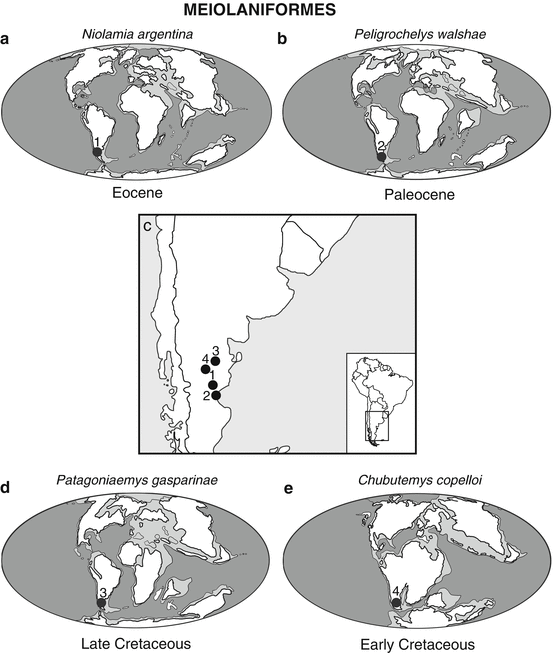 Meiolaniforms: An Extinct Lineage of Turtles of Gondwanan Origin ...